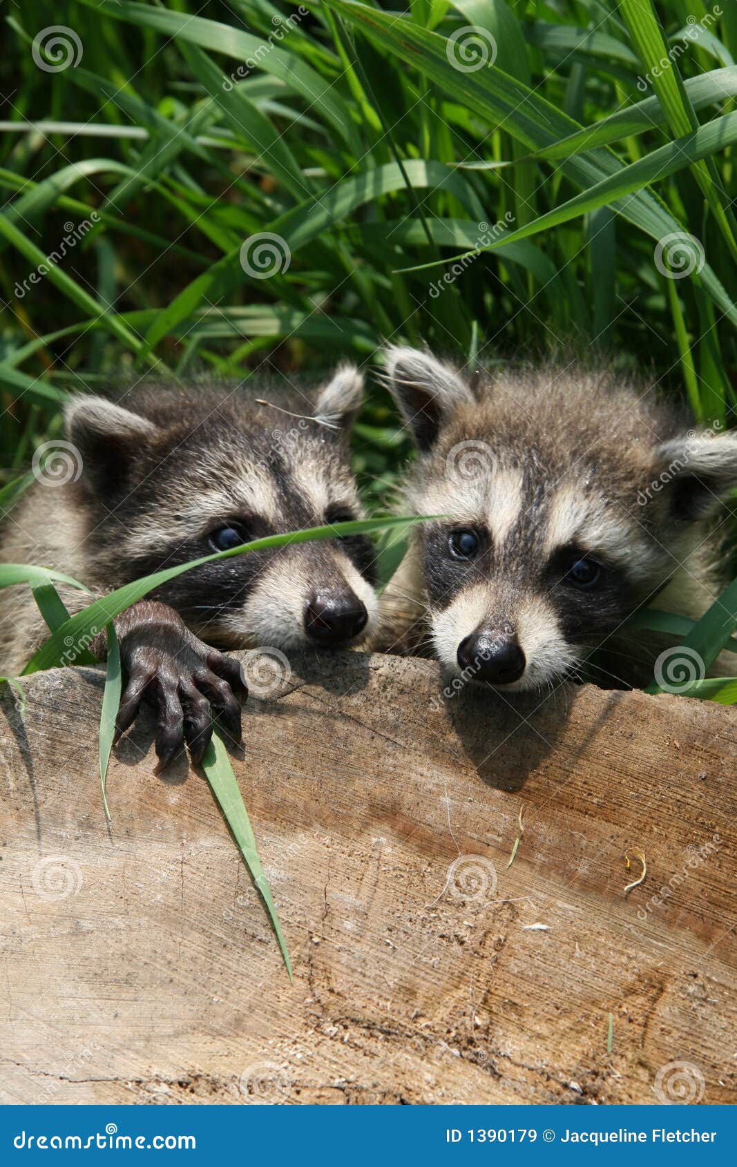 Mapaches del bebé imagen de archivo. Imagen de resorte - 1390179