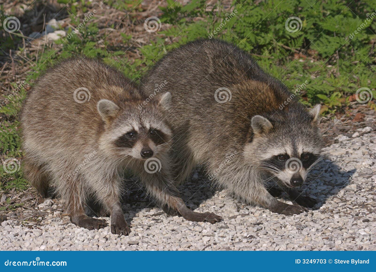 Mapaches del bebé imagen de archivo. Imagen de mapache - 3249703