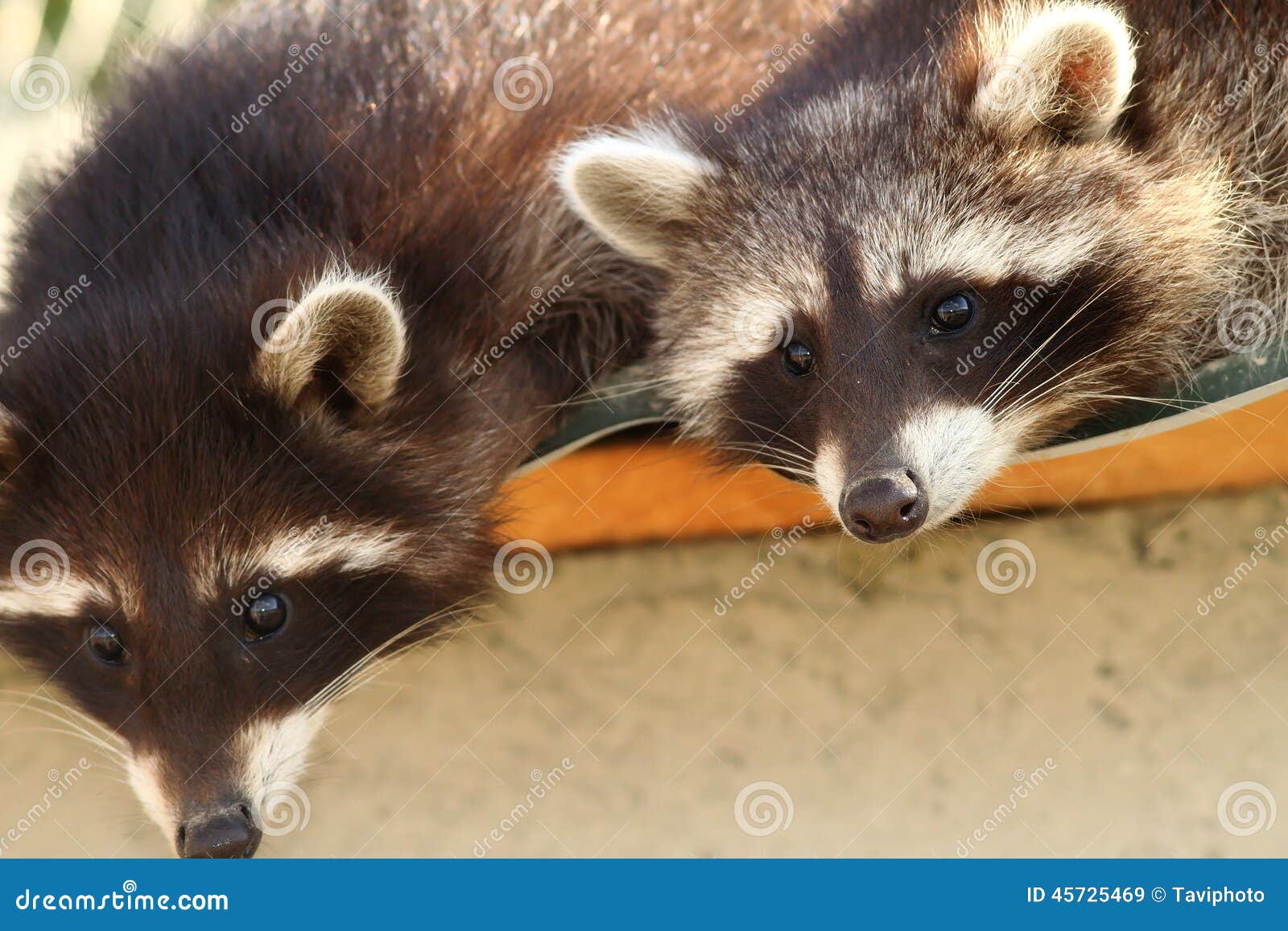 Mapaches En El Parque Zoológico Imagen de archivo - Imagen de salir ...