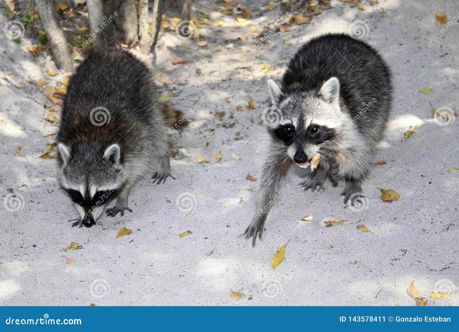 Mapaches en la playa imagen de archivo. Imagen de pista - 143578411