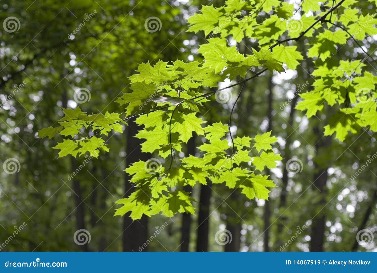 Maple stock image. Image of park, branch, nature, maple - 14067919