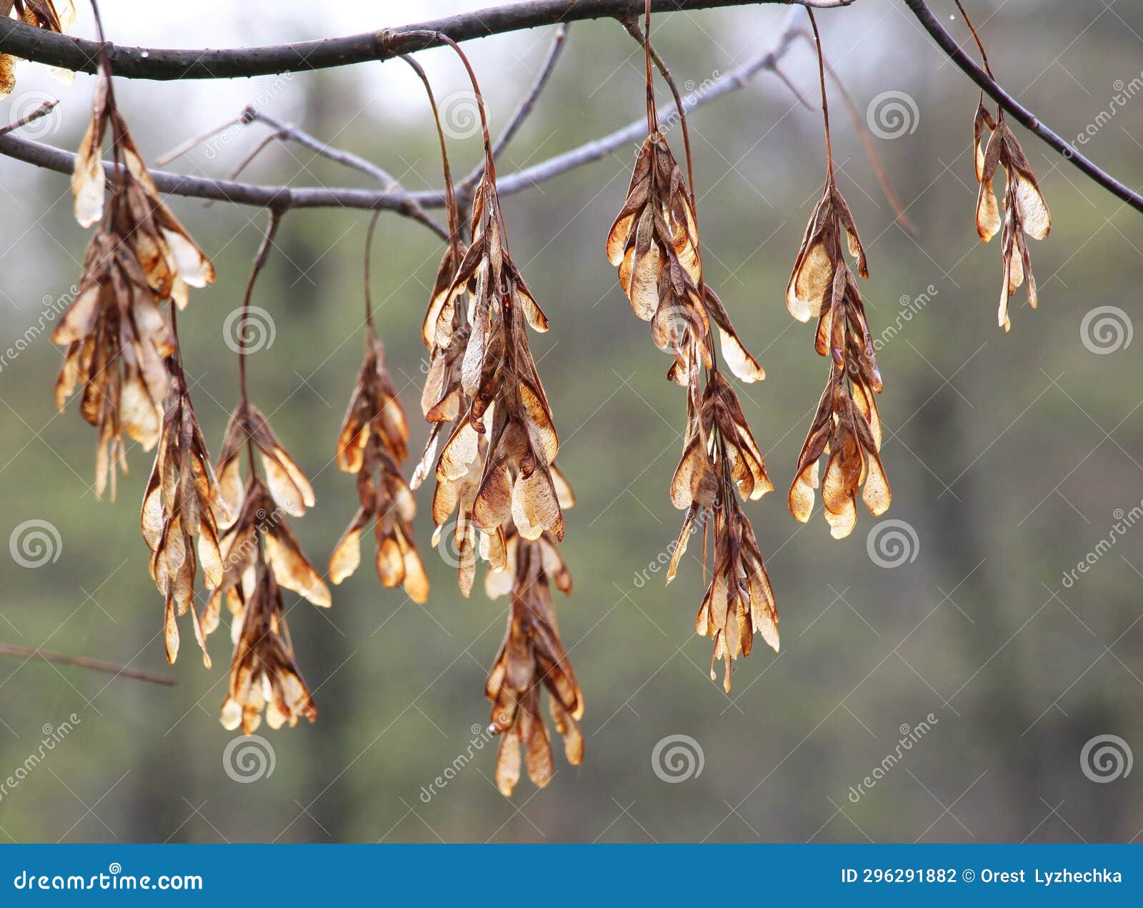 Maple (Acer Negundo) Branch with Ripe Seeds Stock Photo - Image of ...