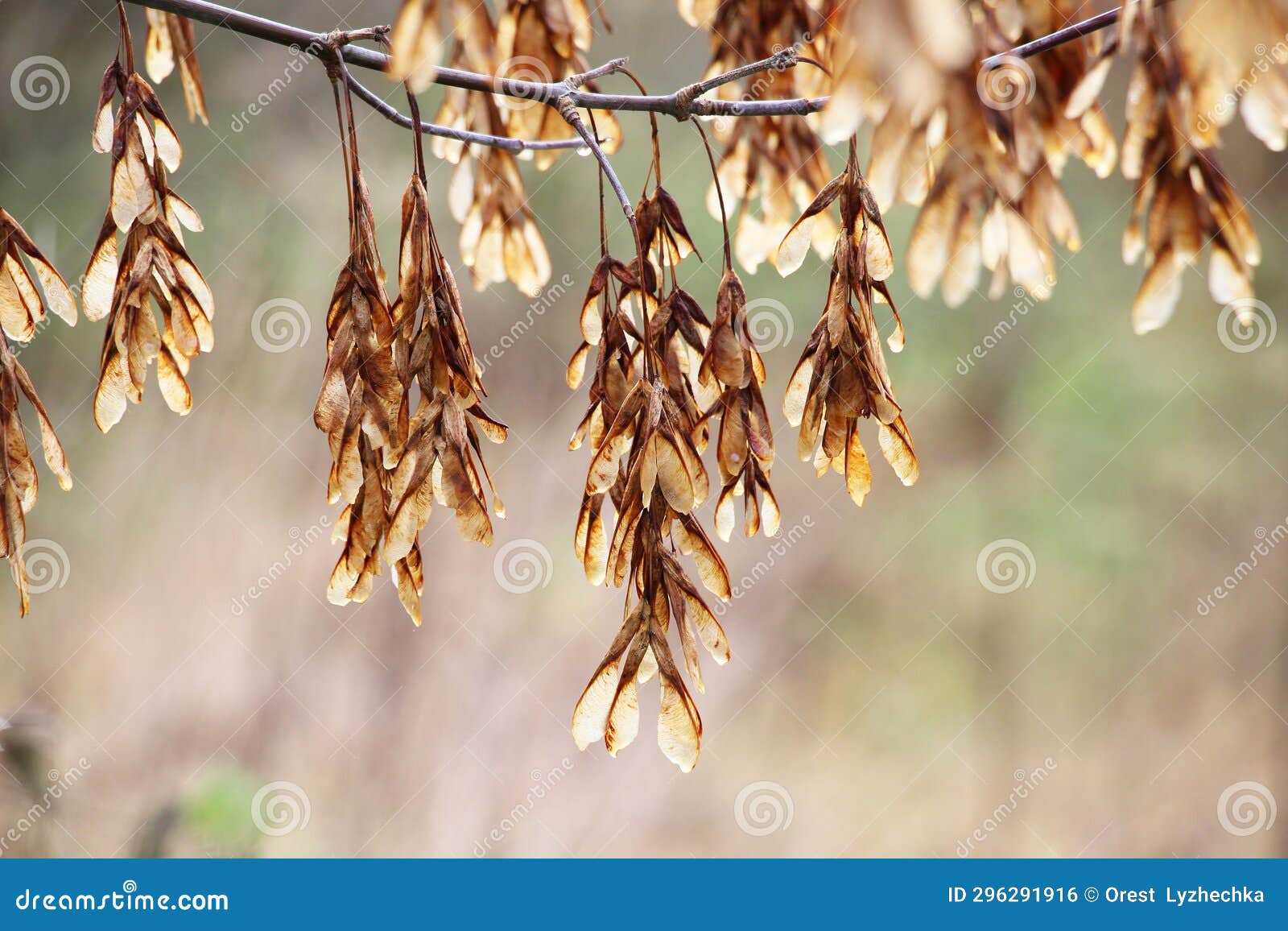 Maple (Acer Negundo) Branch with Ripe Seeds Stock Photo - Image of stem ...