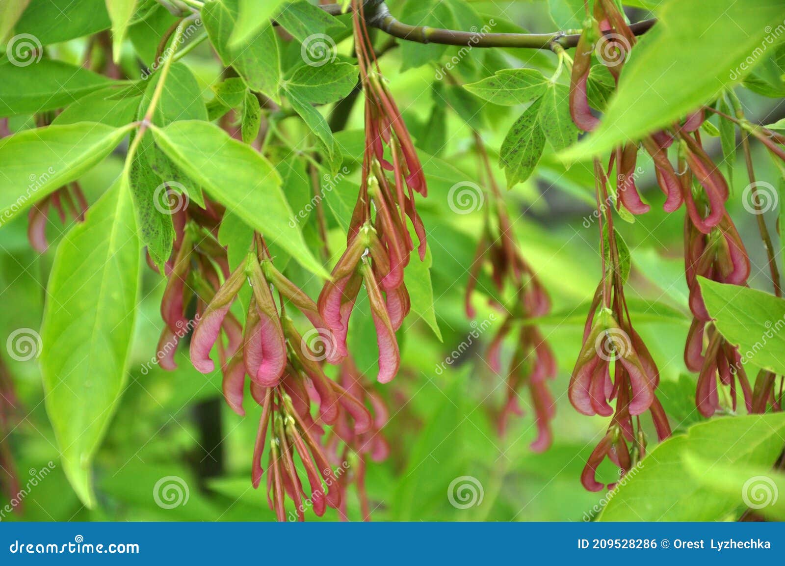 Maple Acer Negundo Grows in Nature Stock Photo - Image of branch ...