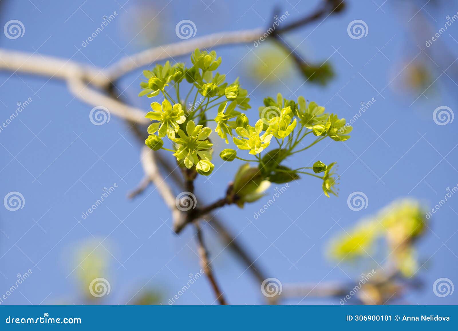 Maple (Acer Platanoides) Blooms in Spring in Nature on a Sky Background ...
