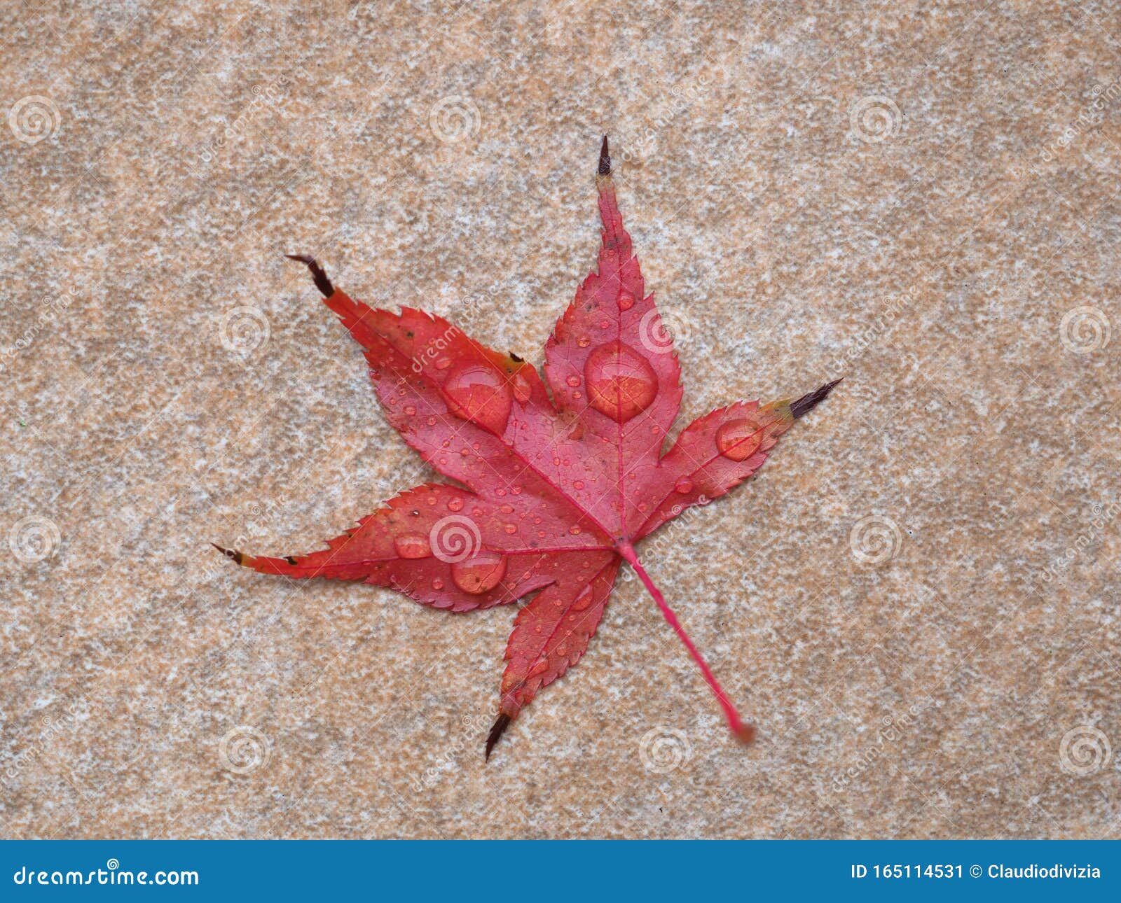 Maple acer tree leaf stock image. Image of tree, nature - 165114531