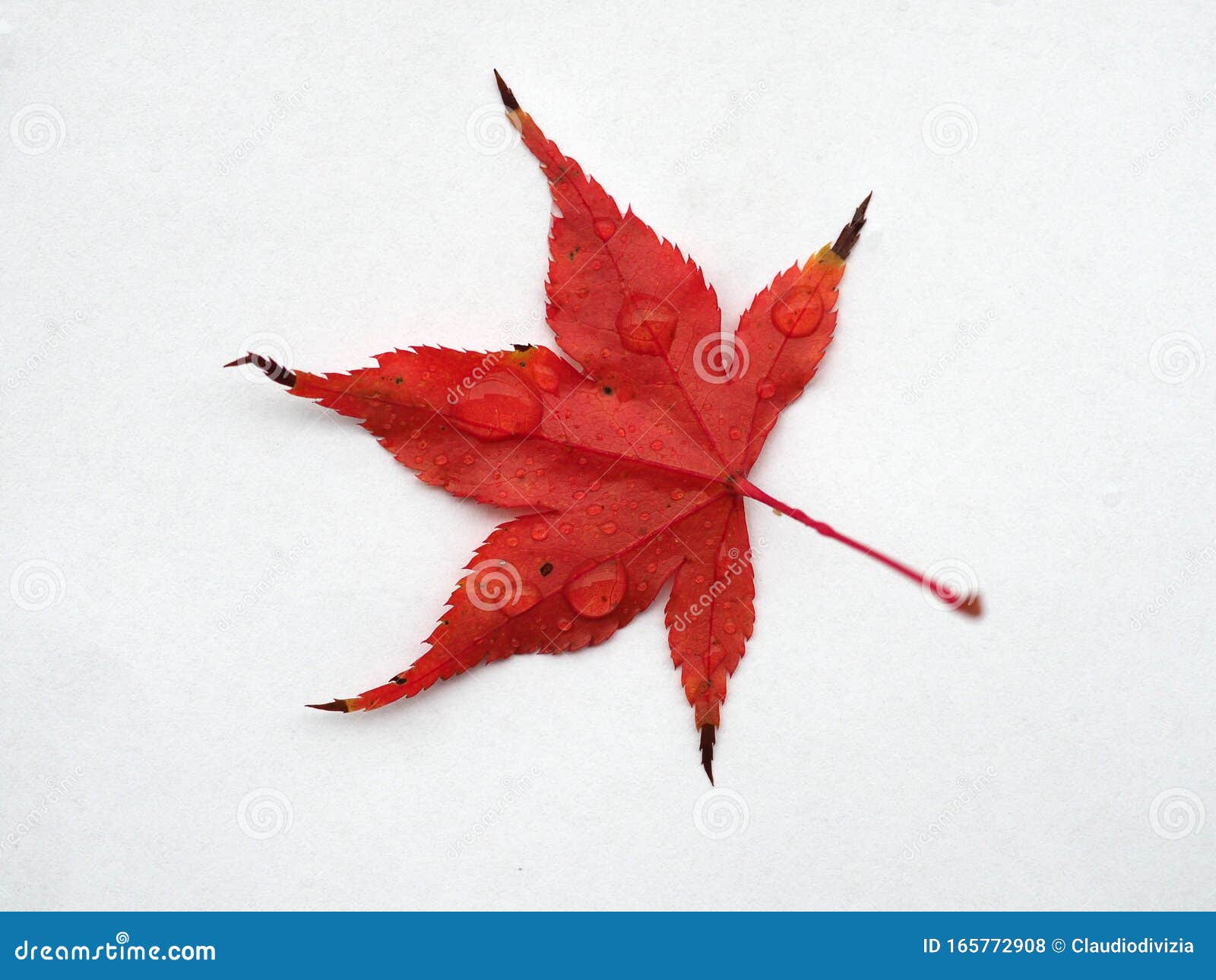 Maple acer tree leaf stock photo. Image of water, plants - 165772908