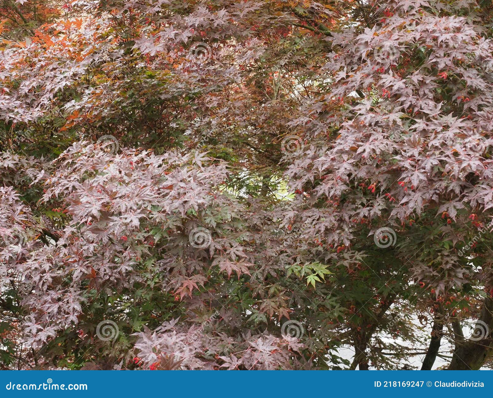 Maple acer tree leaves stock image. Image of america - 218169247