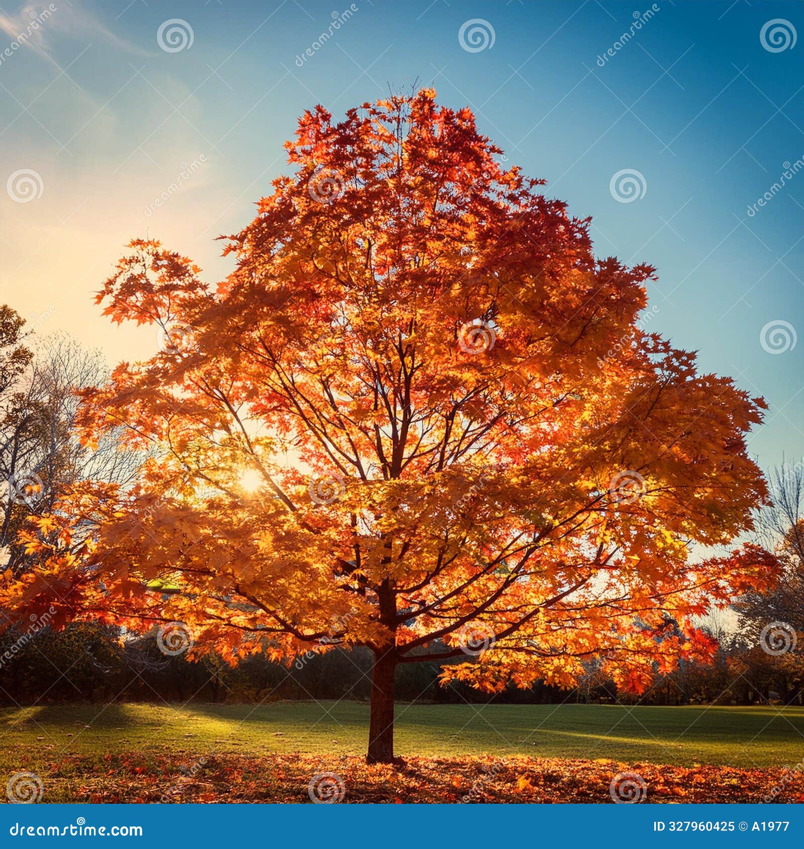 Maple acer tree stock illustration. Illustration of leaves - 327960425
