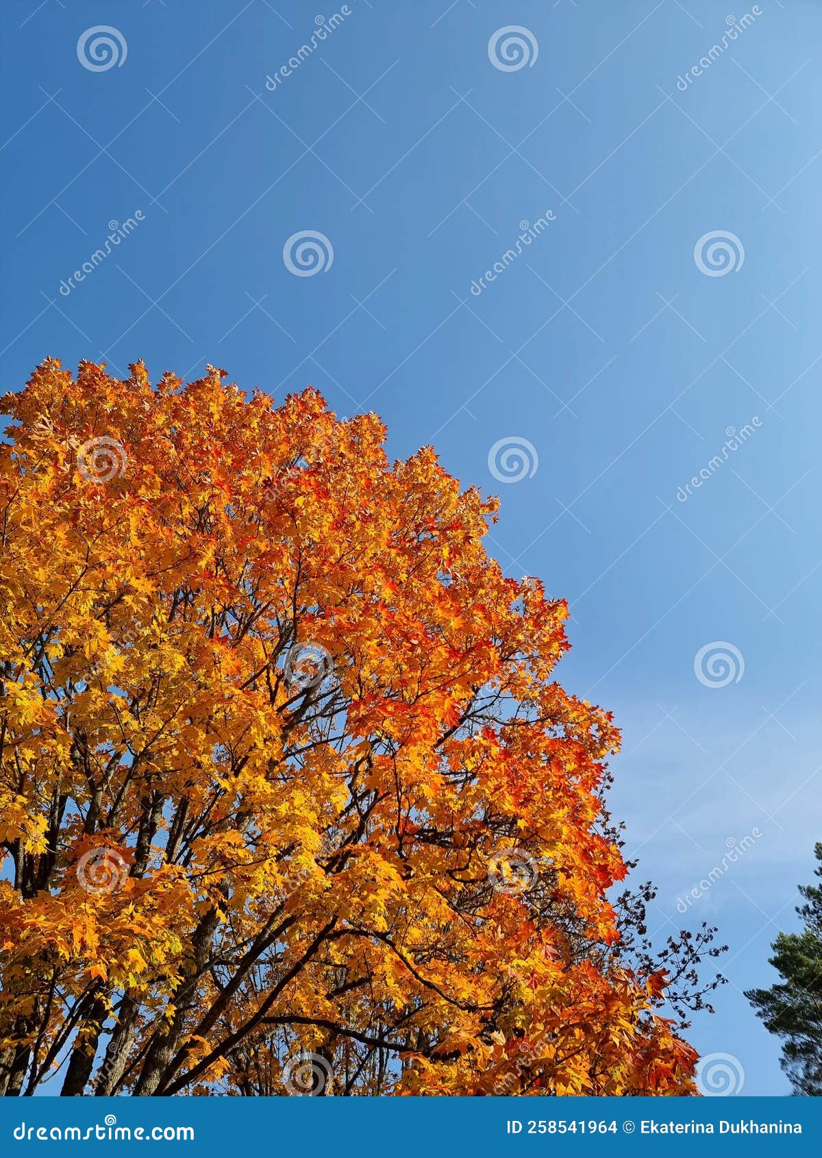Maple Against the Blue Sky. Autumn Forest. September. October Stock ...