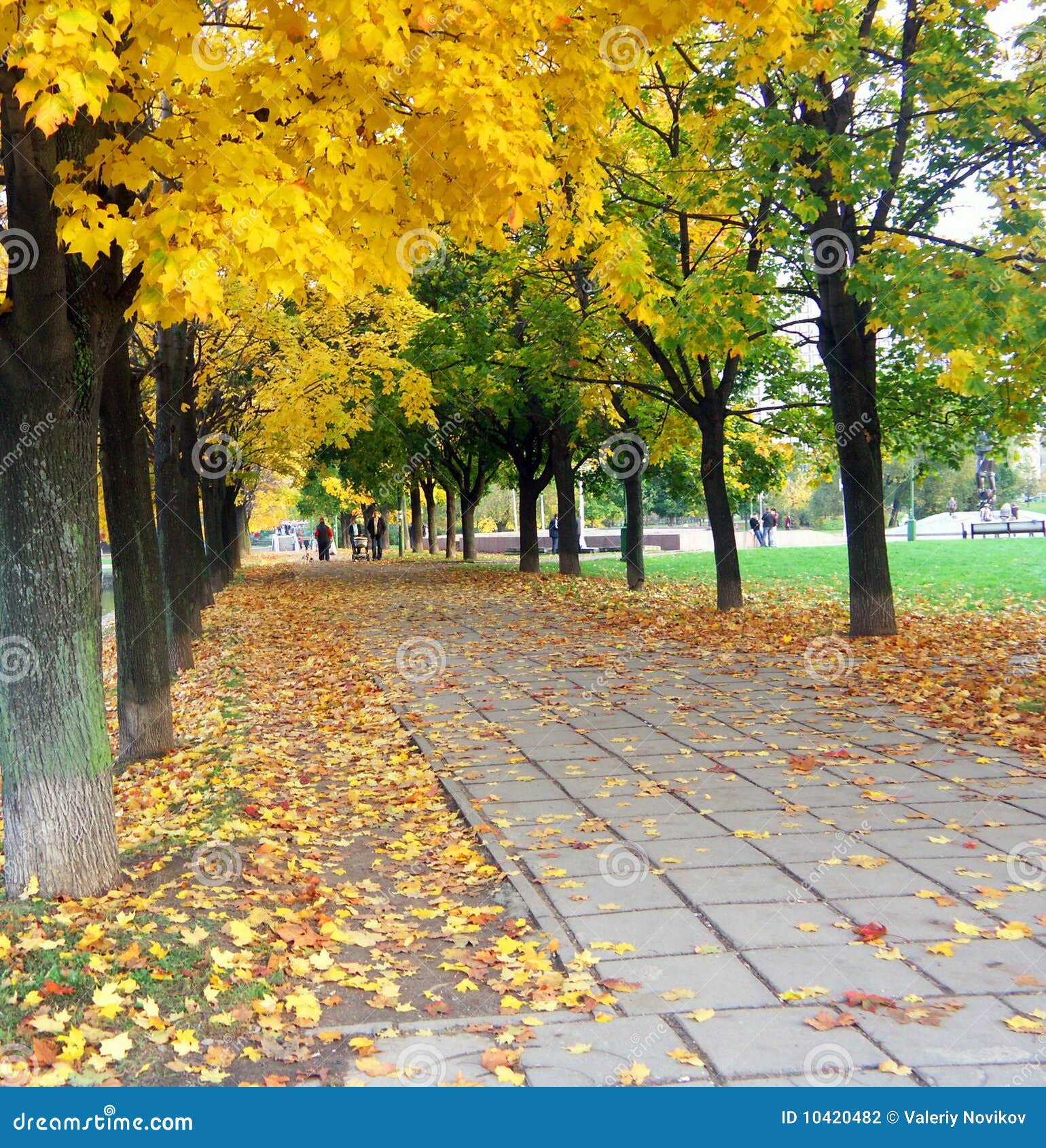 Maple alley stock photo. Image of maple, pond, park, cloud - 10420482