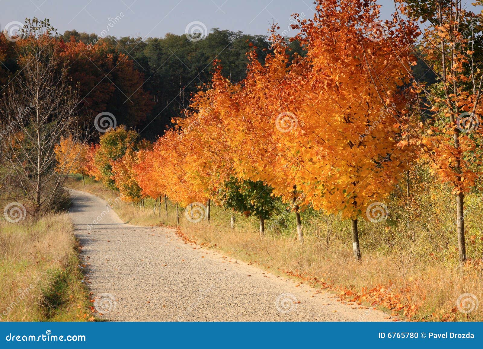 Maple alley stock photo. Image of nature, colorful, canopy - 6765780