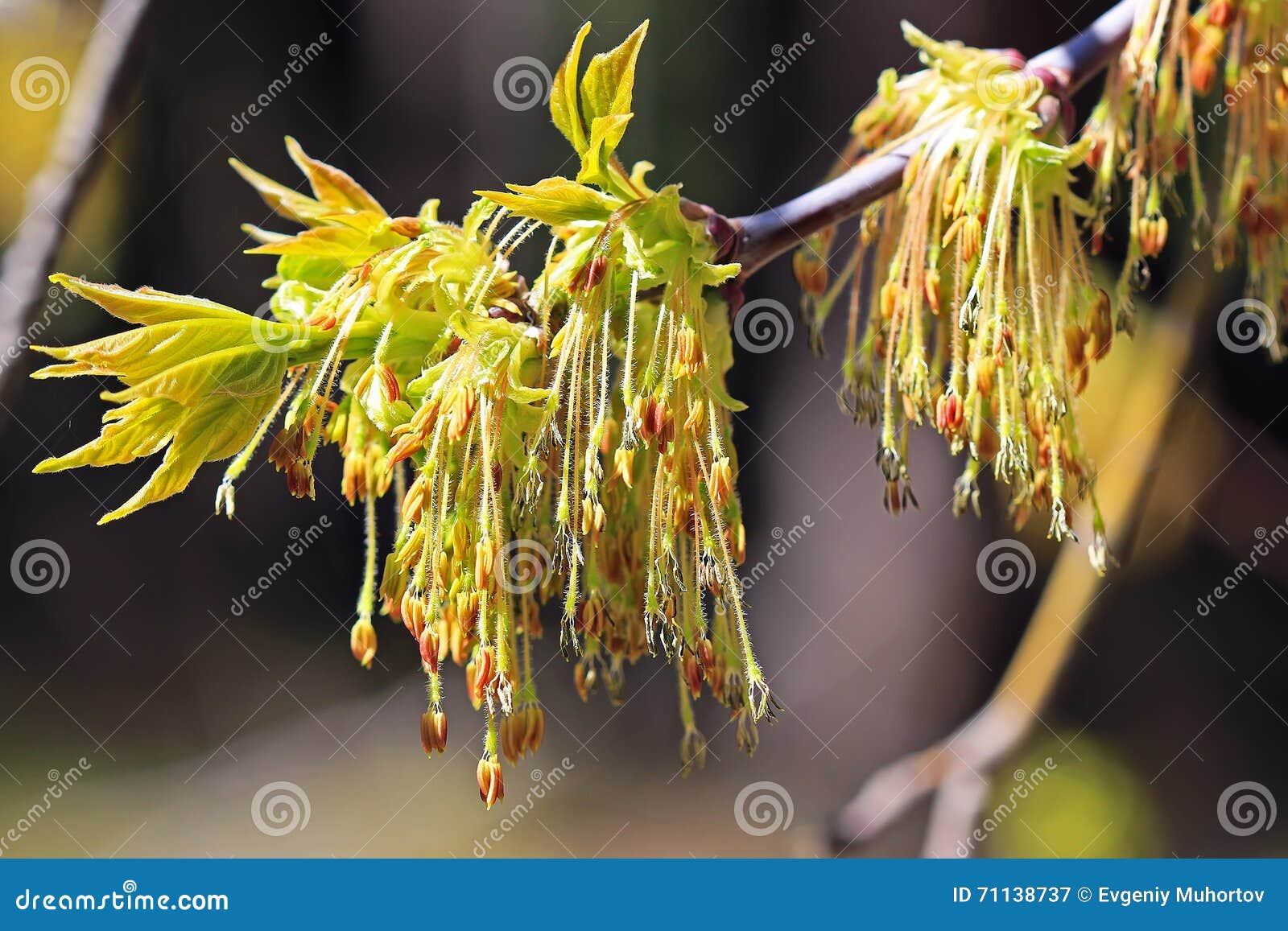 Maple or American Maple ( Latin Name Acer Negundo) Stock Image - Image ...