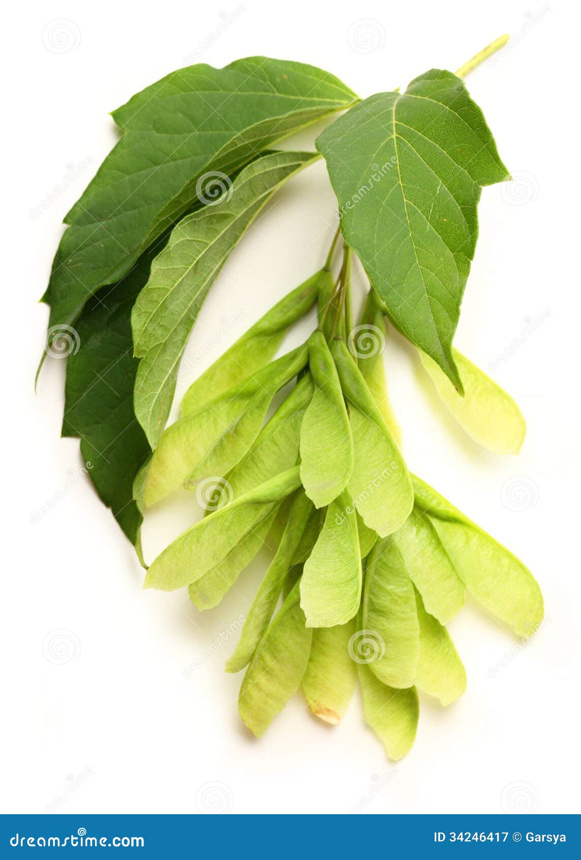Maple ash seeds stock image. Image of leaf, green, helicopter - 34246417