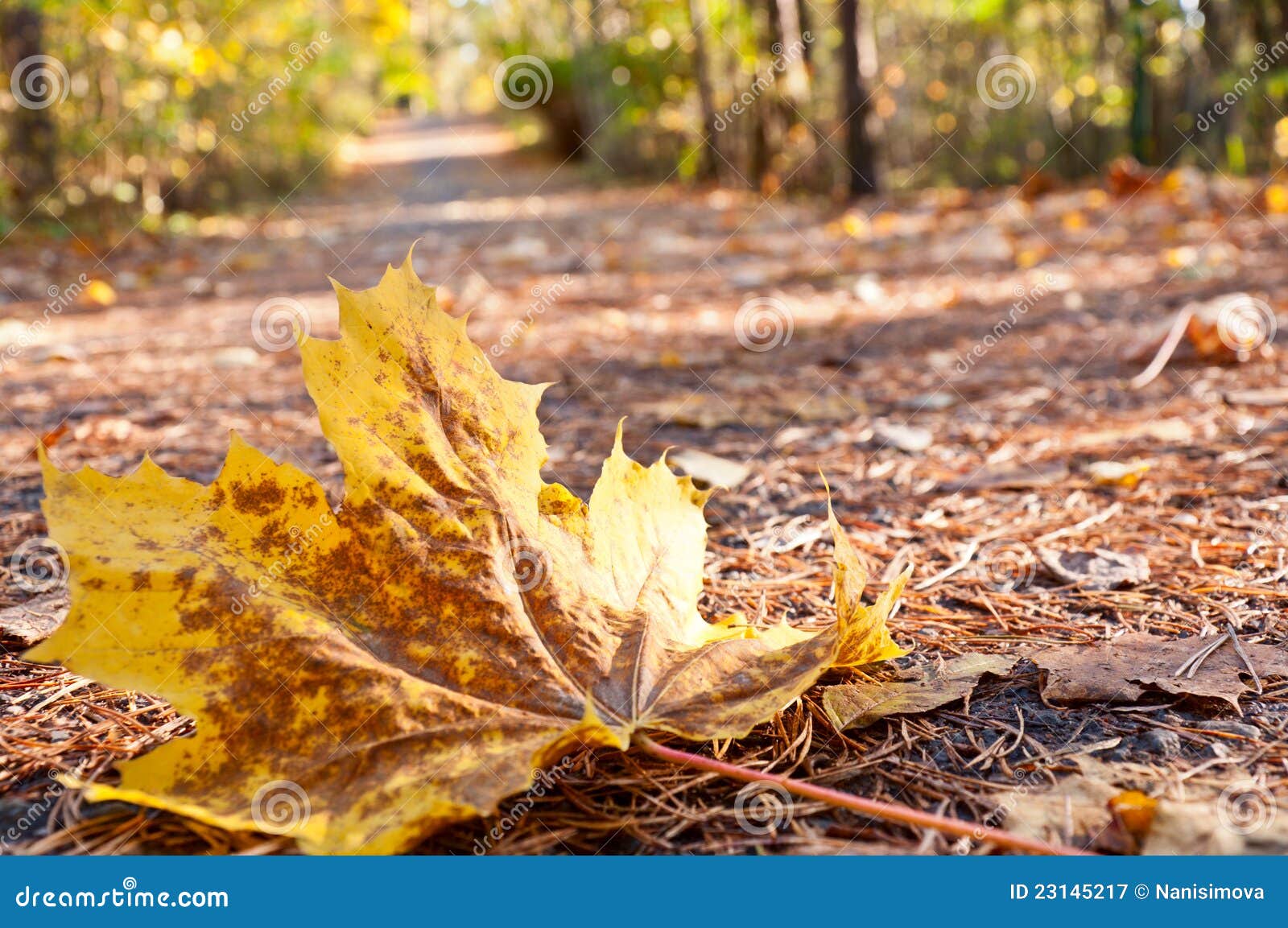 Maple autumn leaf on road stock image. Image of foliage - 23145217