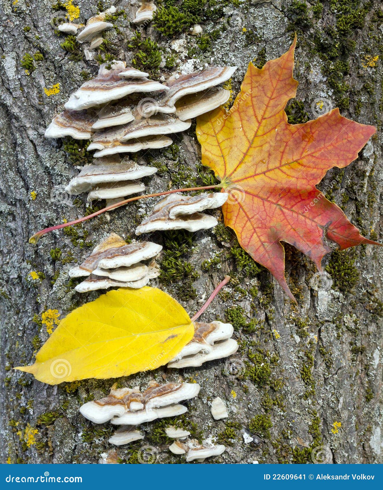 Maple Autumn Leaf on a Tree Trunk Stock Image - Image of idyllic ...