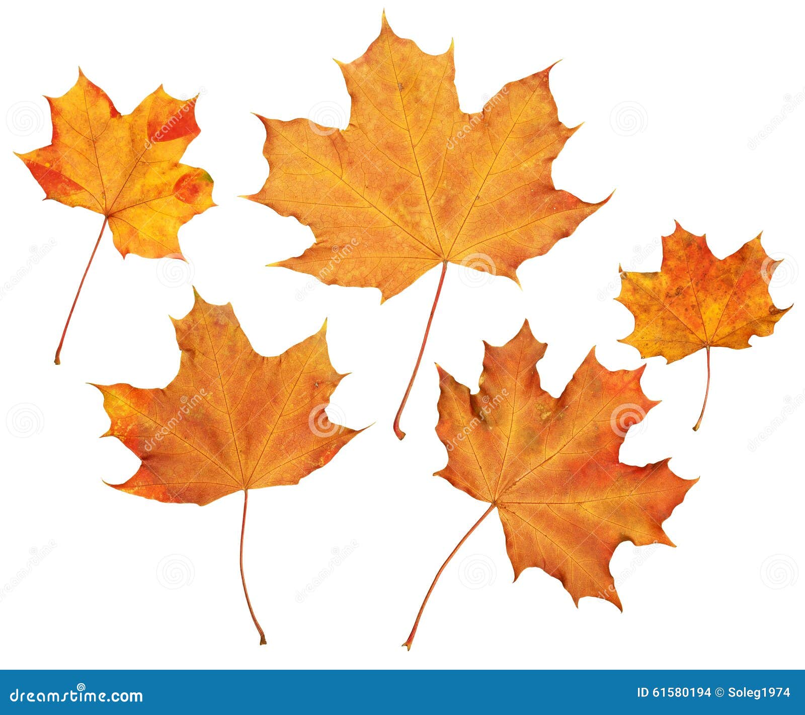 Maple Autumn Leaves Collection, Object Set on White Stock Photo - Image ...