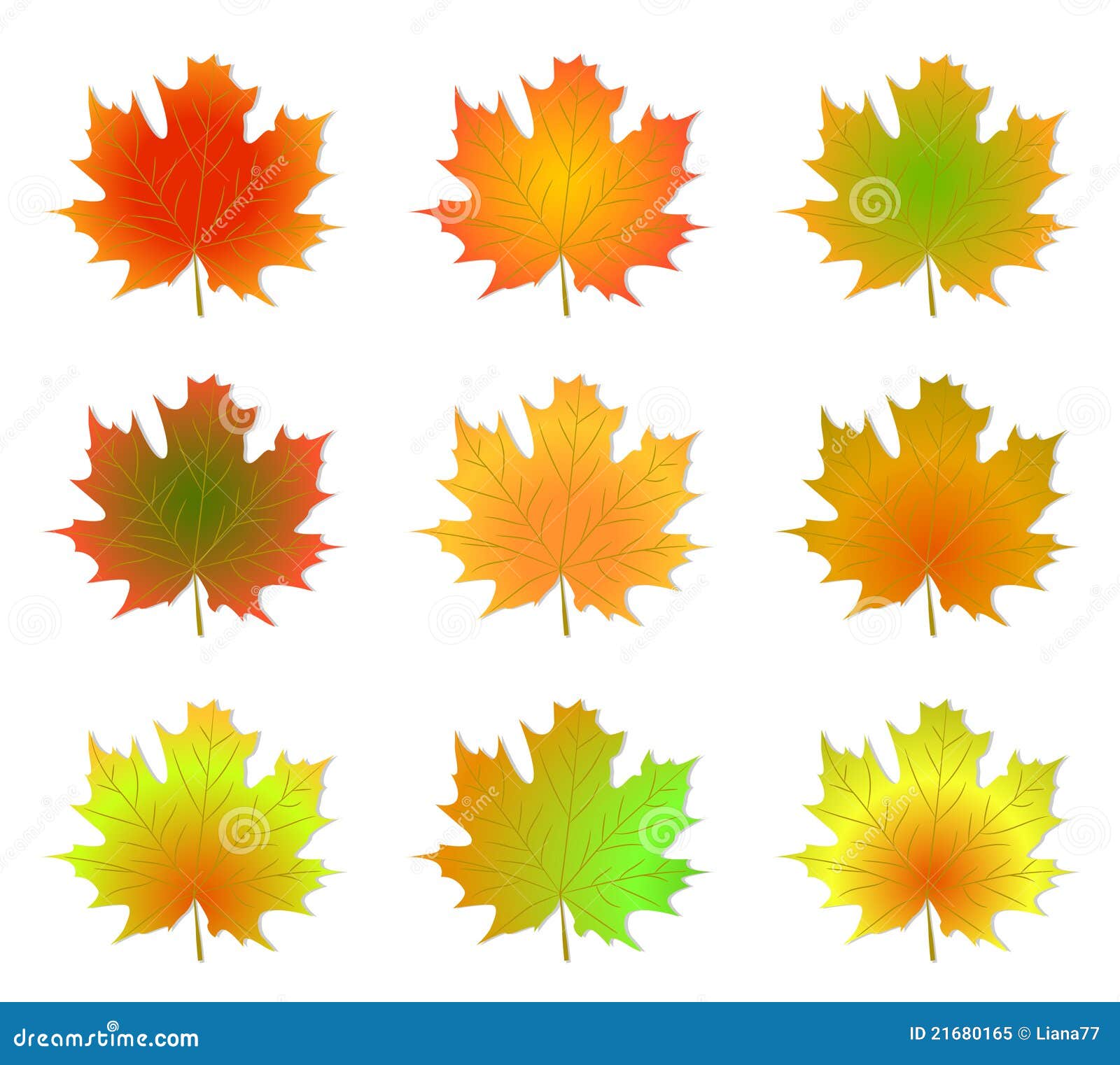 Maple Autumn Leaves Isolated Stock Vector - Illustration of beautiful ...