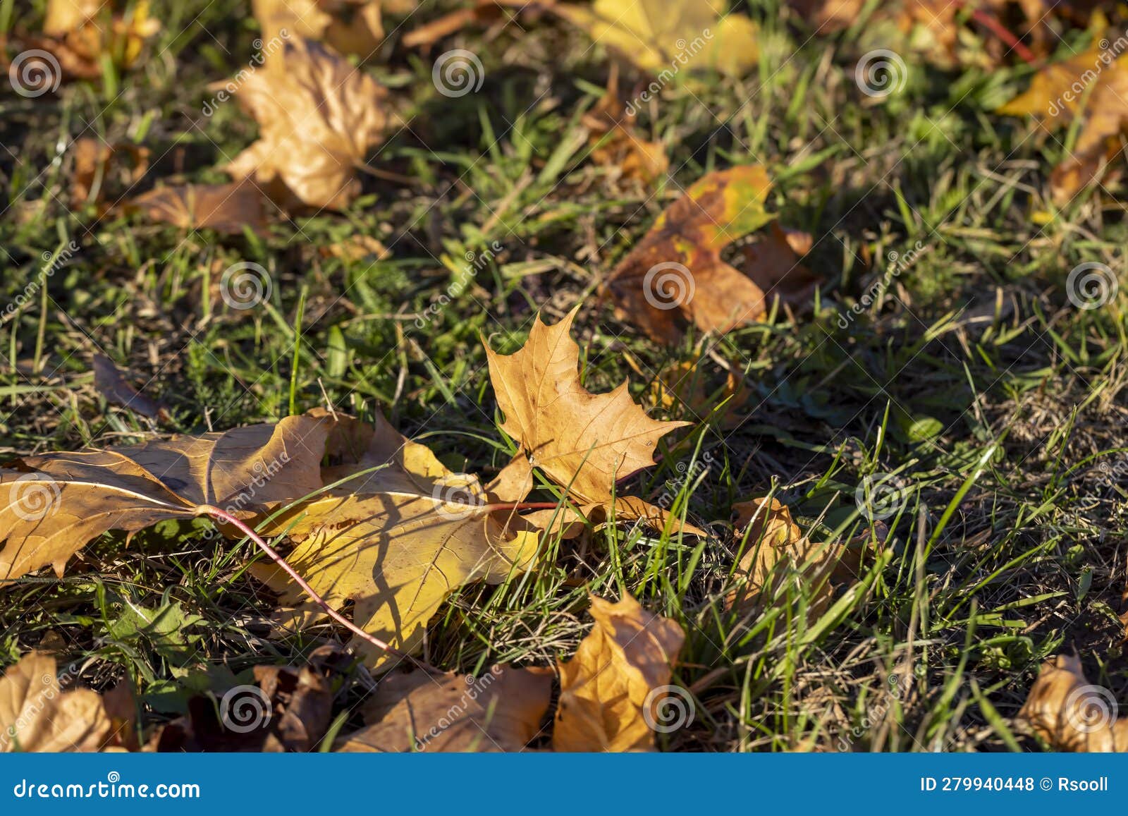 Maple in the autumn season stock photo. Image of fall - 279940448