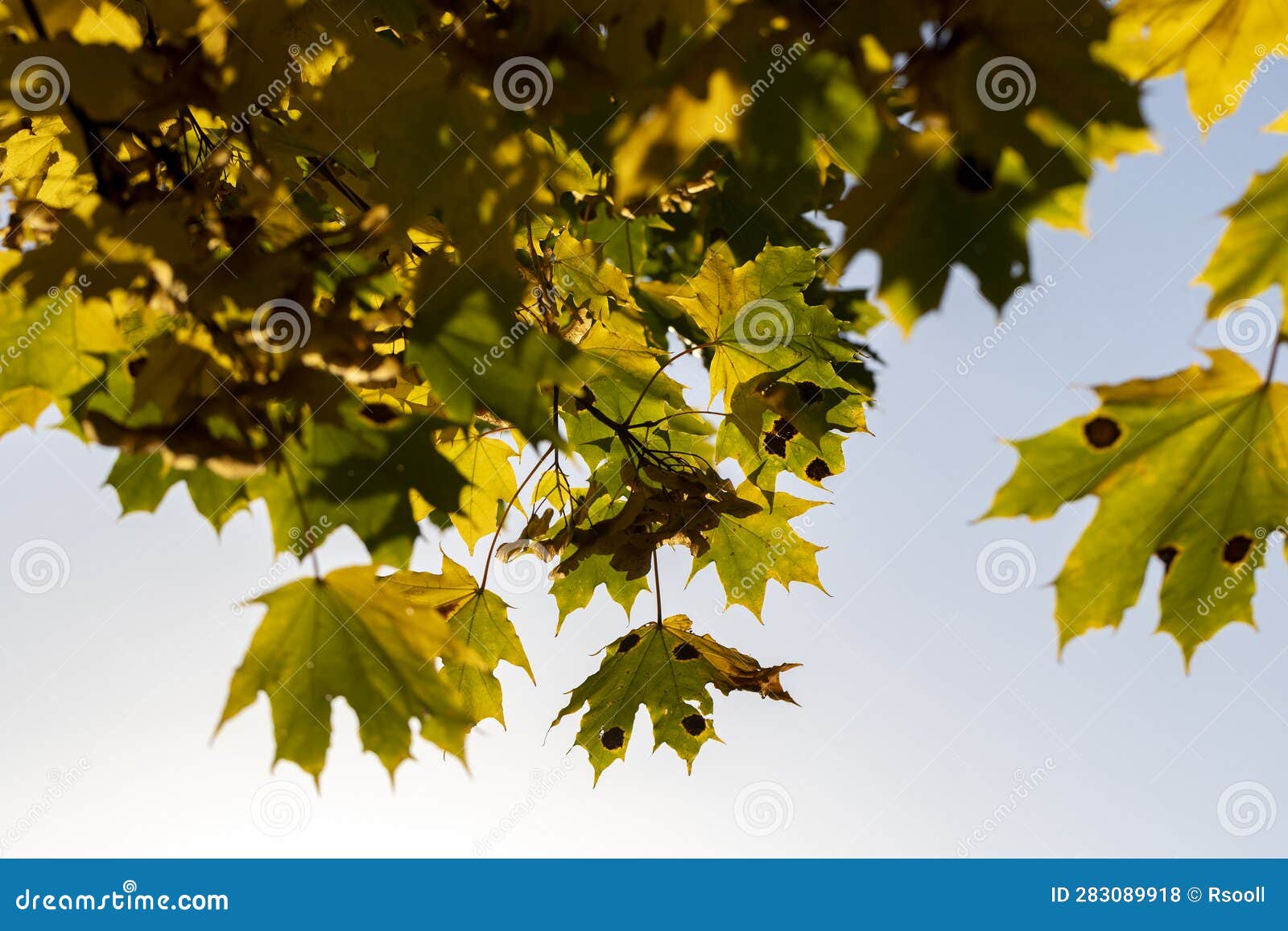 Maple in the autumn season stock photo. Image of landscape - 283089918