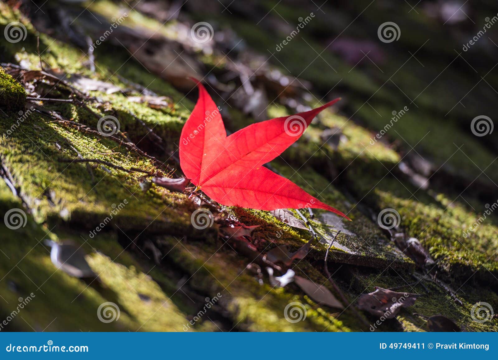 Maple in Autumn Season stock image. Image of leaves, detail - 49749411