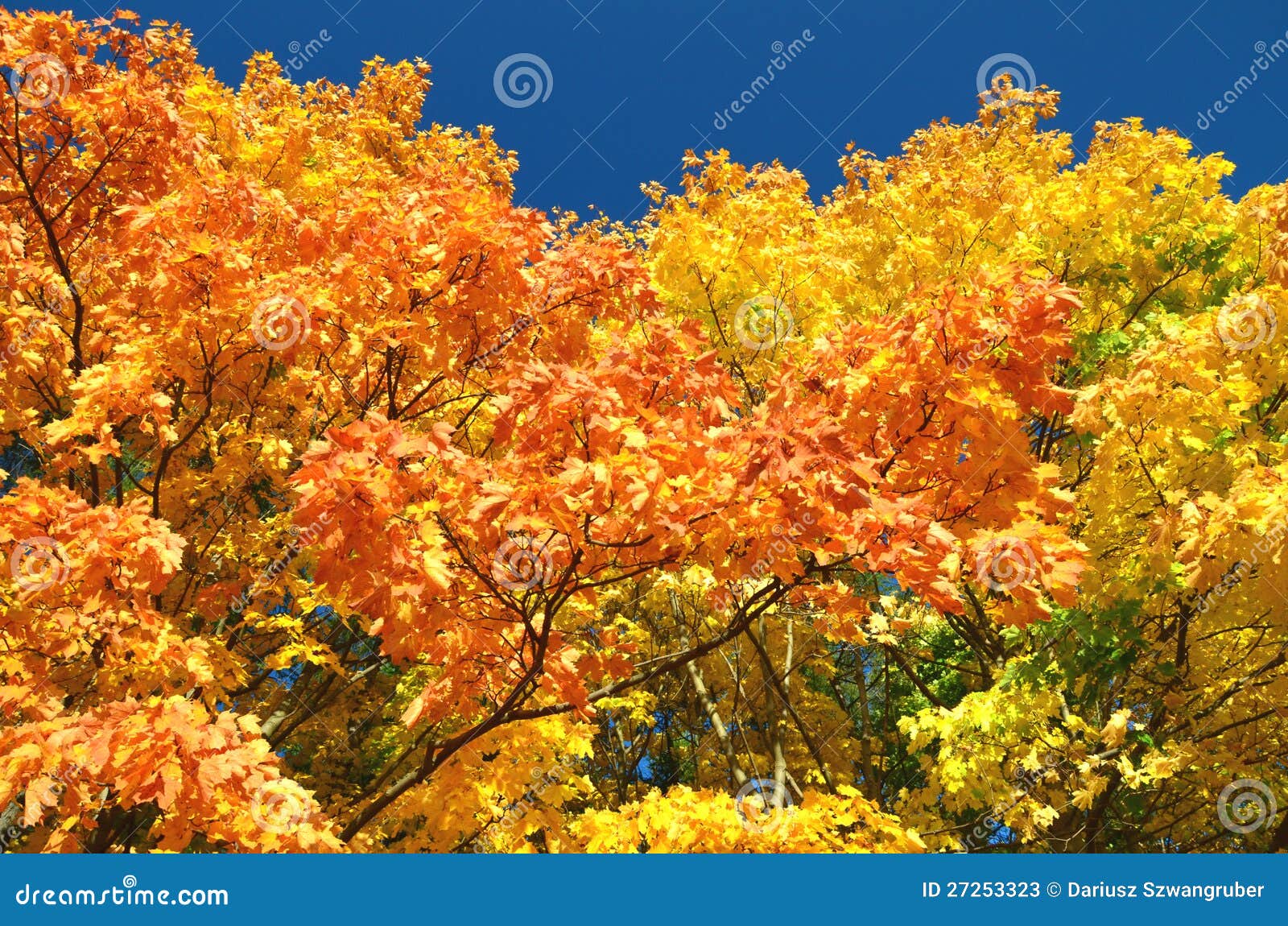 Maple autumn trees stock image. Image of lush, branch - 27253323