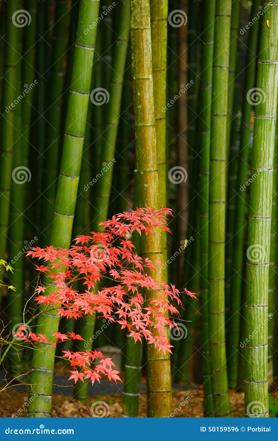 Maple and bamboo stock photo. Image of tall, garden, vivid - 50159596