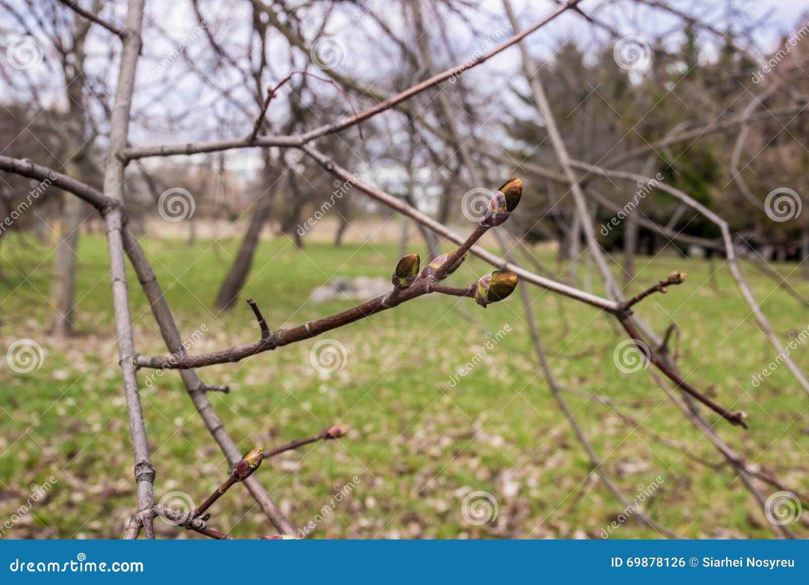 Maple in bloom in spring stock photo. Image of kidney - 69878126