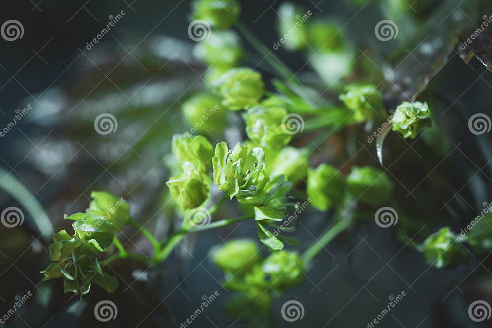 Maple Blossom at Spring stock image. Image of leaves - 179467819