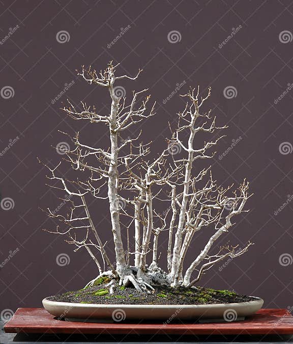 Maple bonsai, clump style stock photo. Image of winter - 1392672