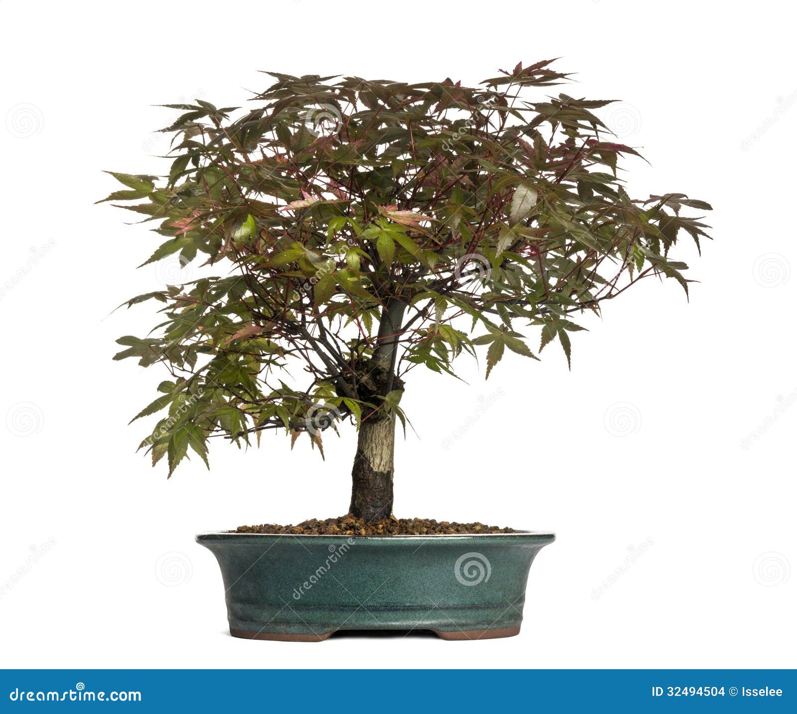 Maple Bonsai Tree, Isolated Stock Photo - Image of landscape, asian ...