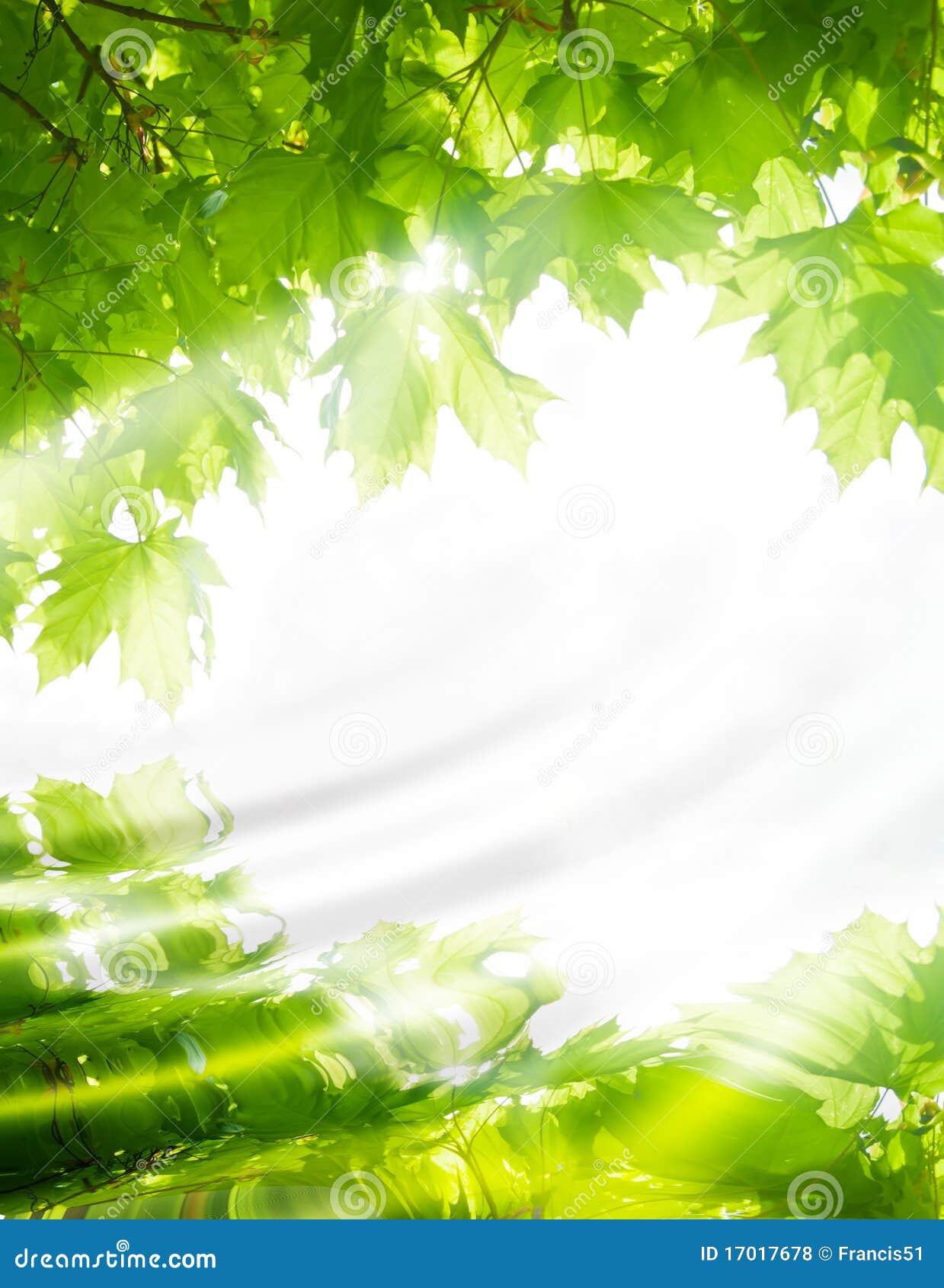 Maple border stock photo. Image of circle, ripples, green - 17017678