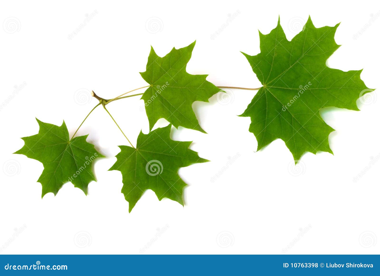 Maple branch stock photo. Image of plant, green, close - 10763398