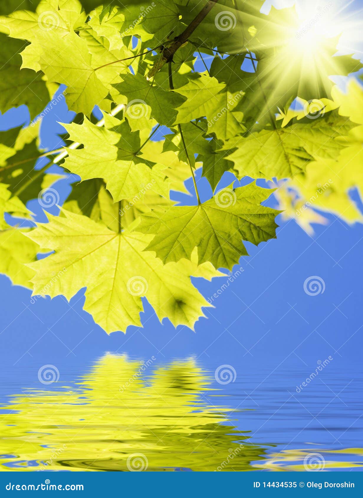 Maple branch stock image. Image of foliage, spring, nature - 14434535