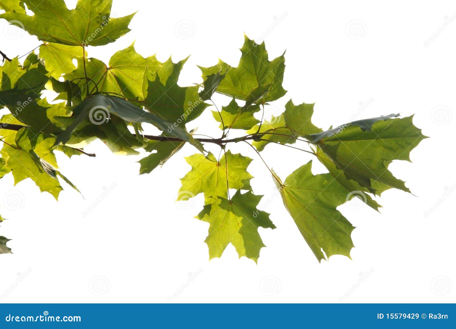 Maple branch stock image. Image of branch, color, people - 15579429