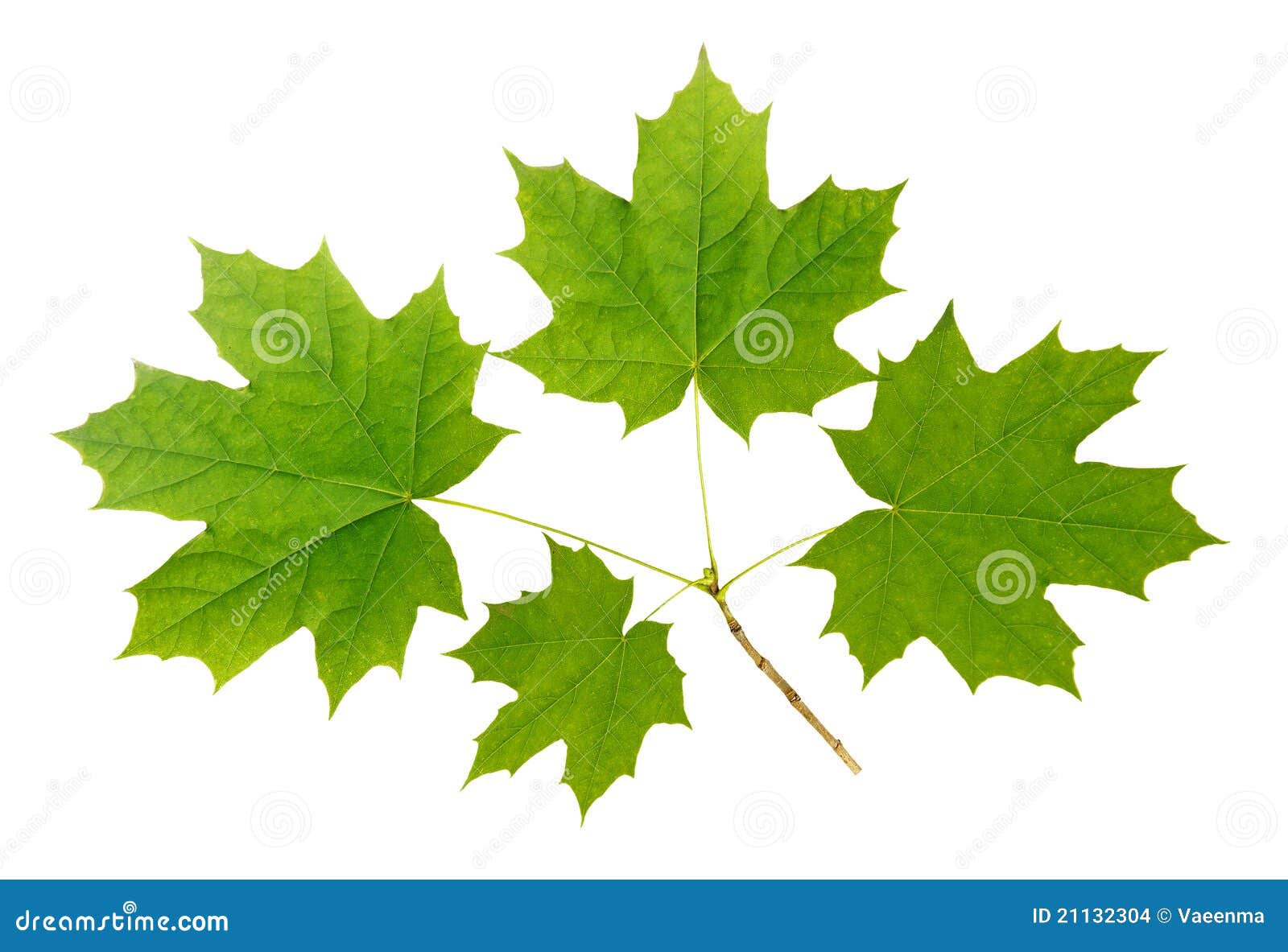 Maple branch stock photo. Image of isolated, tree, acer - 21132304