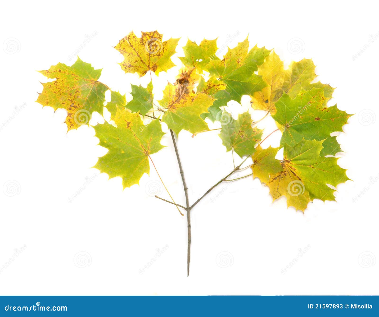 Maple branch stock image. Image of sheet, autumn, carved - 21597893
