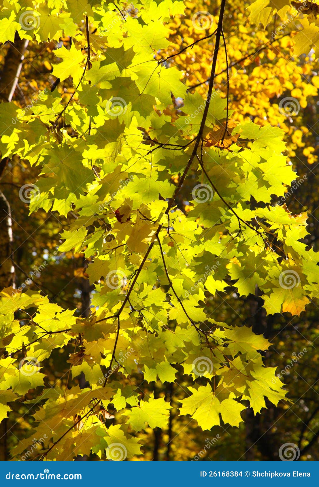 Maple branch stock photo. Image of park, maple, nature - 26168384