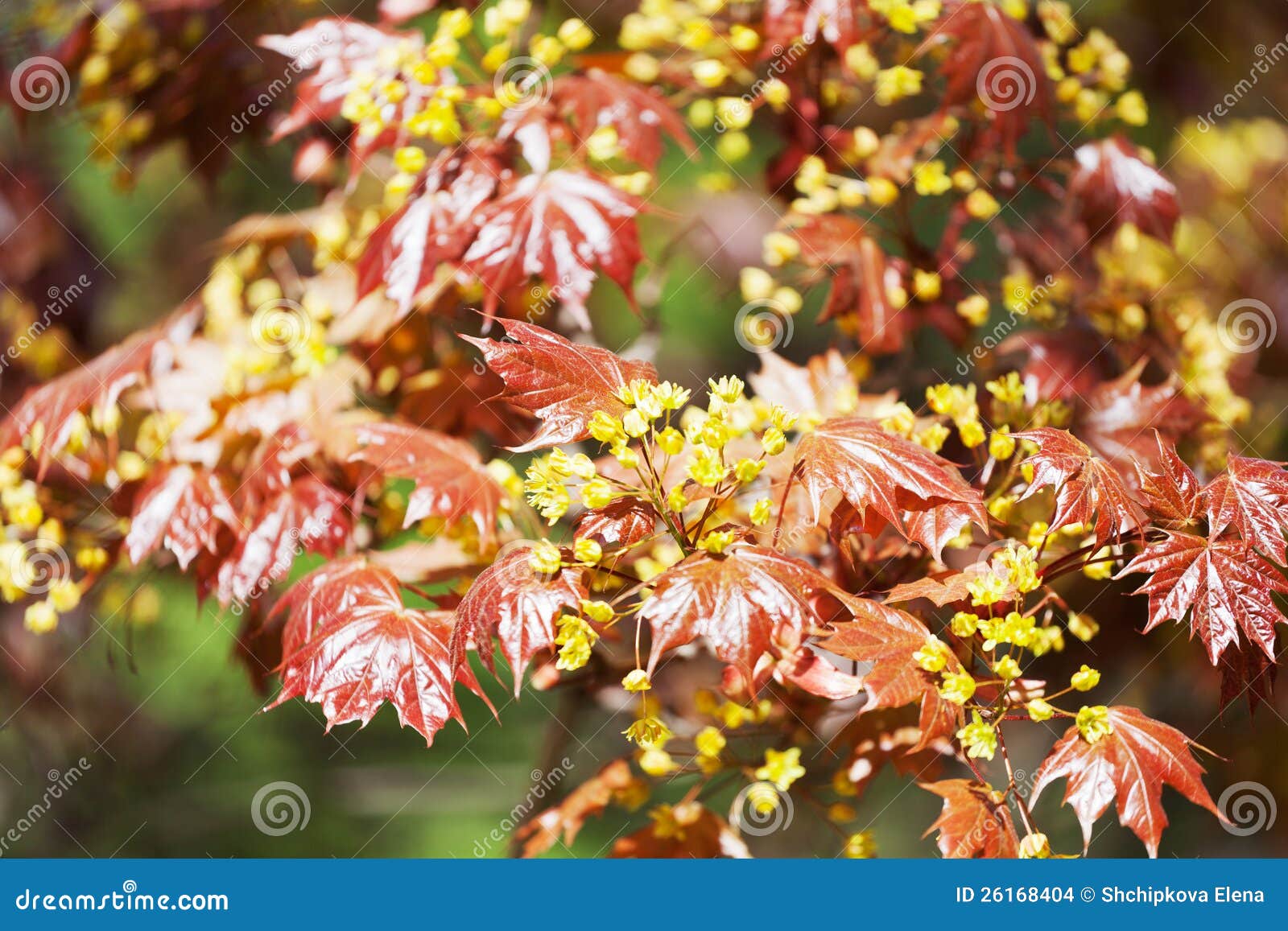 Maple branch stock photo. Image of leaves, foliage, tree - 26168404