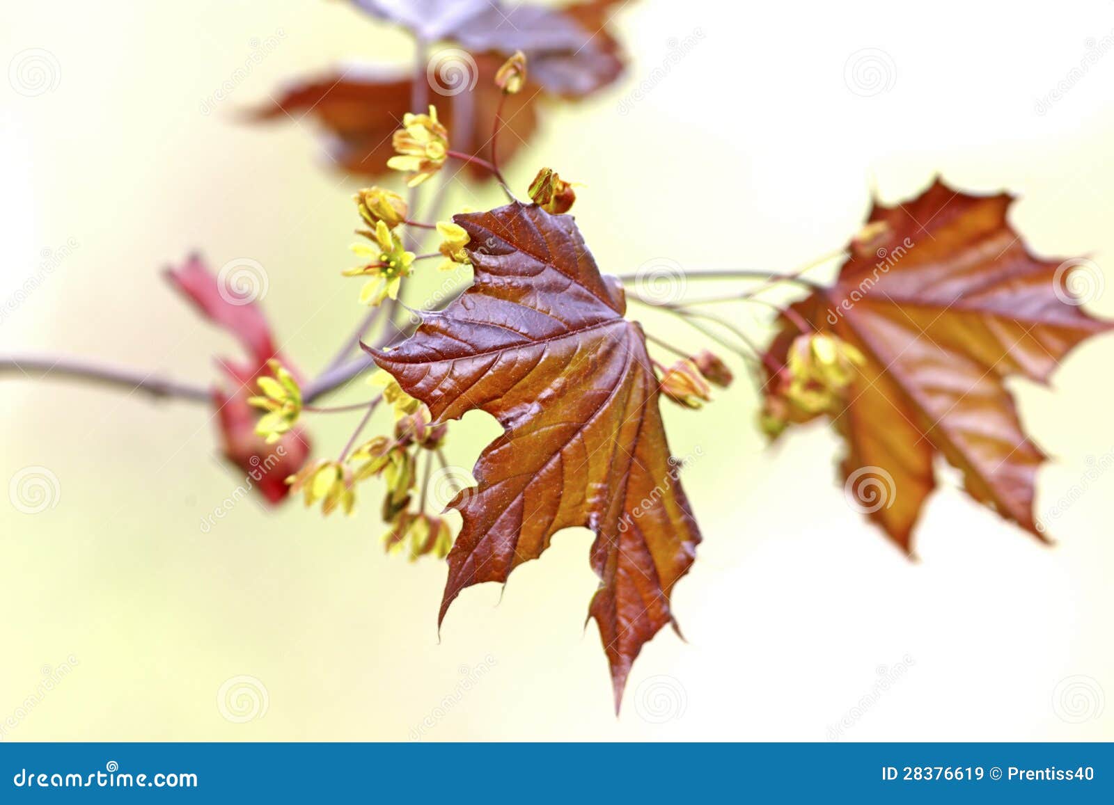 Maple branch stock image. Image of tree, branch, decorative - 28376619