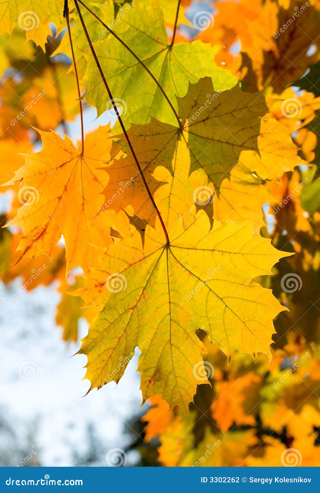 Maple branch stock photo. Image of maple, flora, season - 3302262