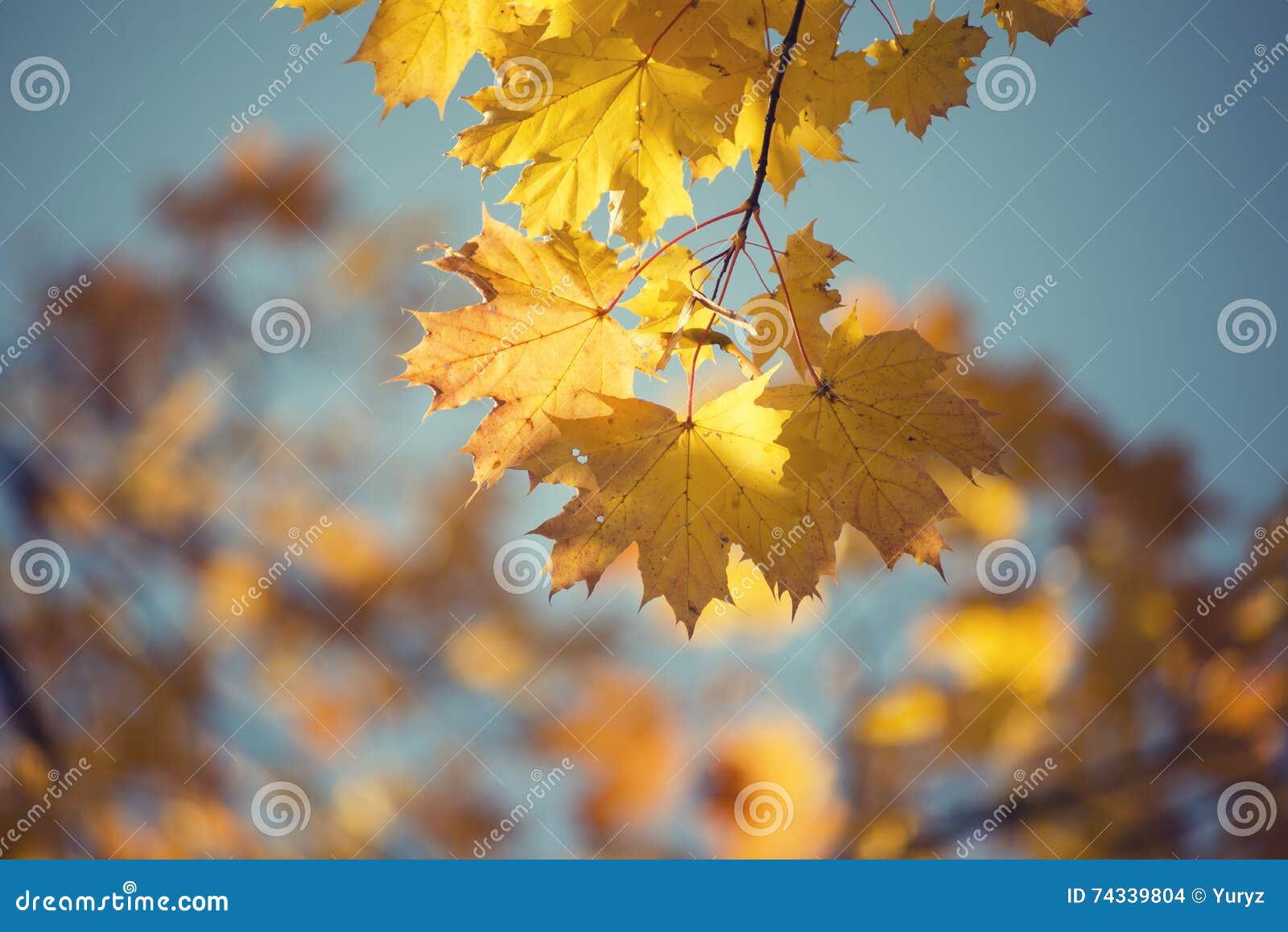 Maple branch by fall stock photo. Image of green, detail - 74339804