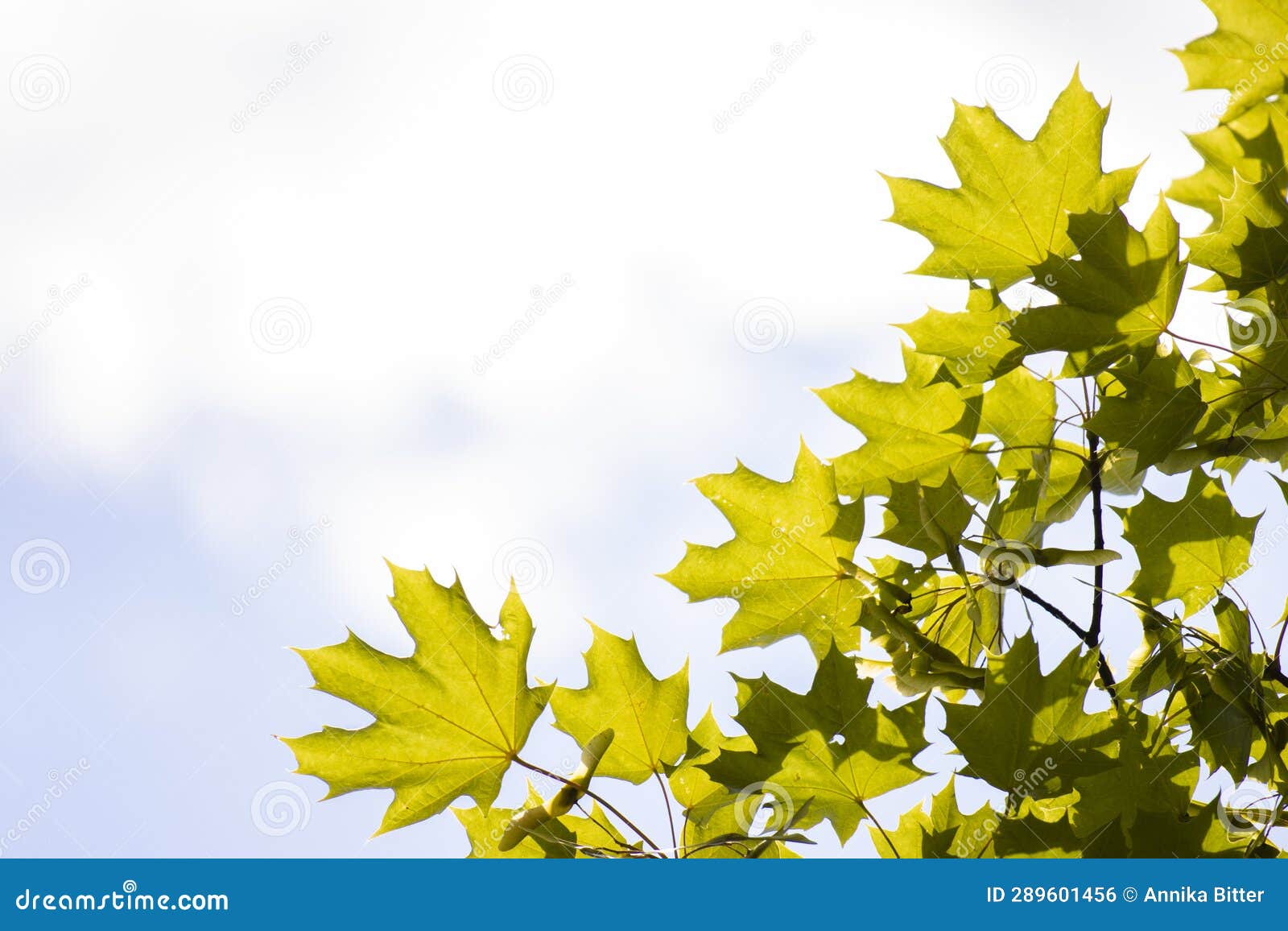 Maple Branch in Front of the Sky Stock Photo - Image of natural, nature ...