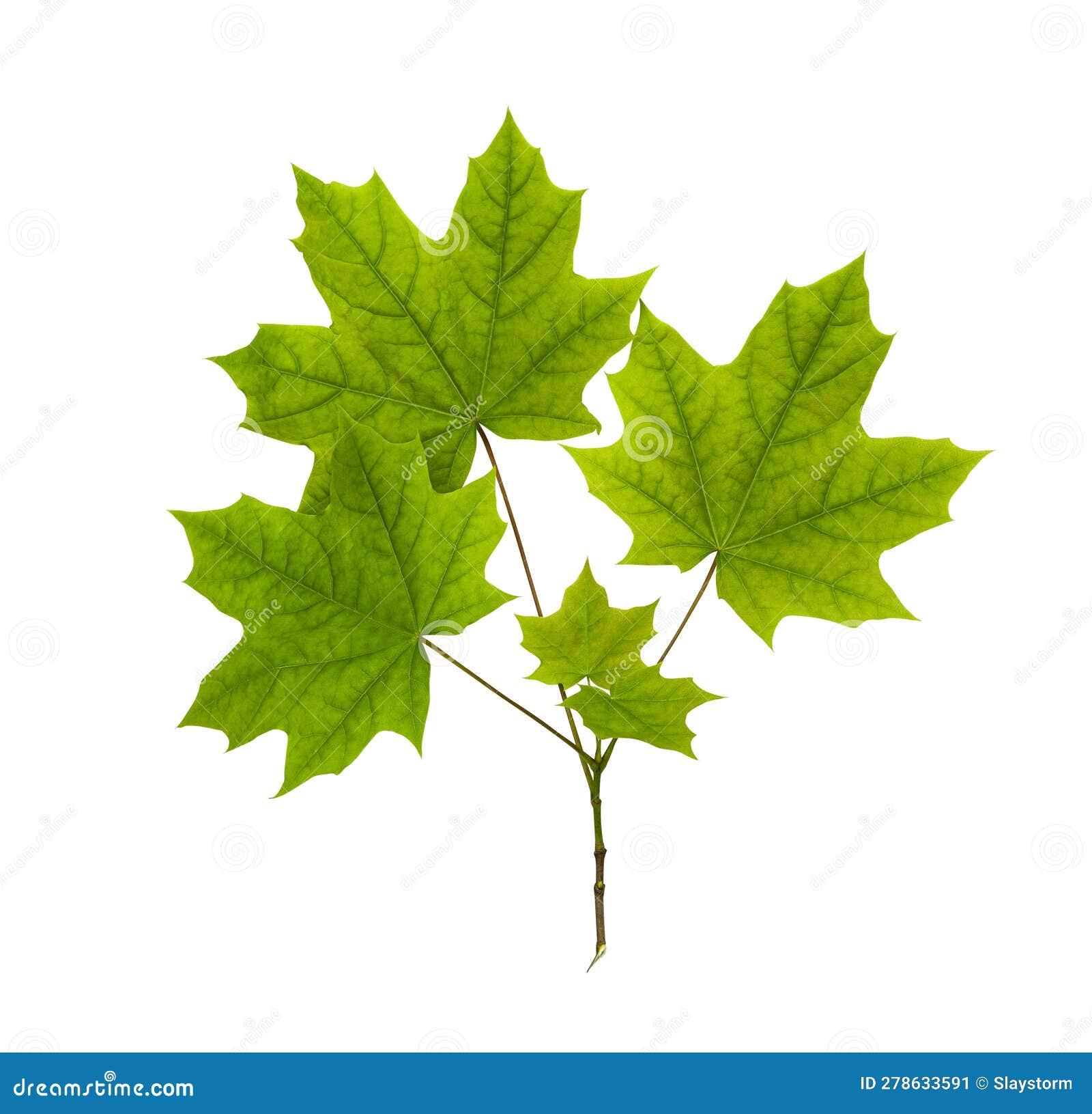Maple Branch with Green Leaves, Isolated on White Background Stock ...