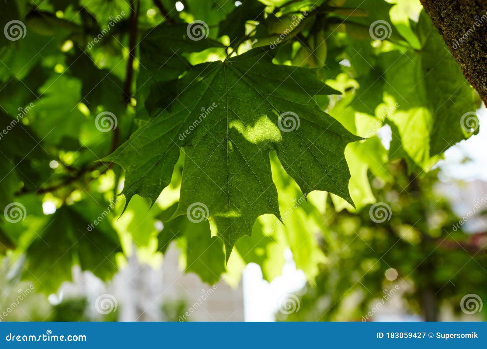 Maple Branch with Green Leaves on a Sunny Day. Maple Tree in Spring ...