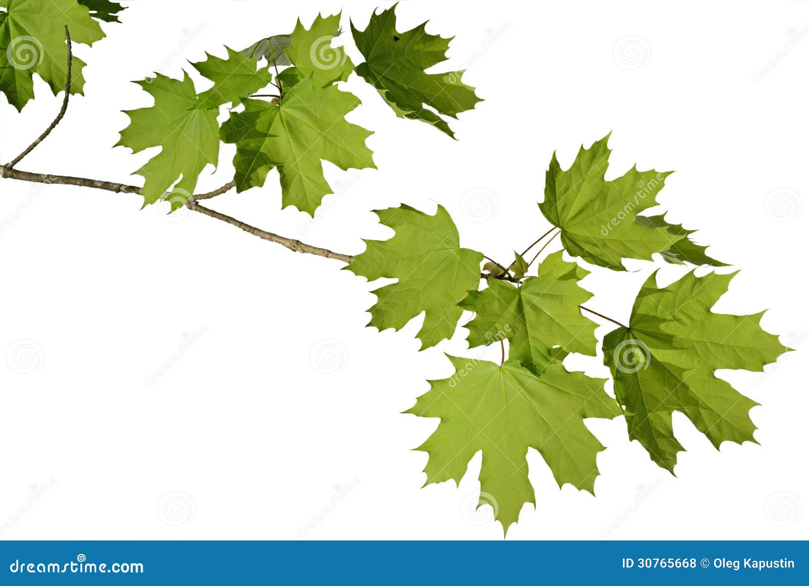Maple branch stock photo. Image of branch, season, natural - 30765668