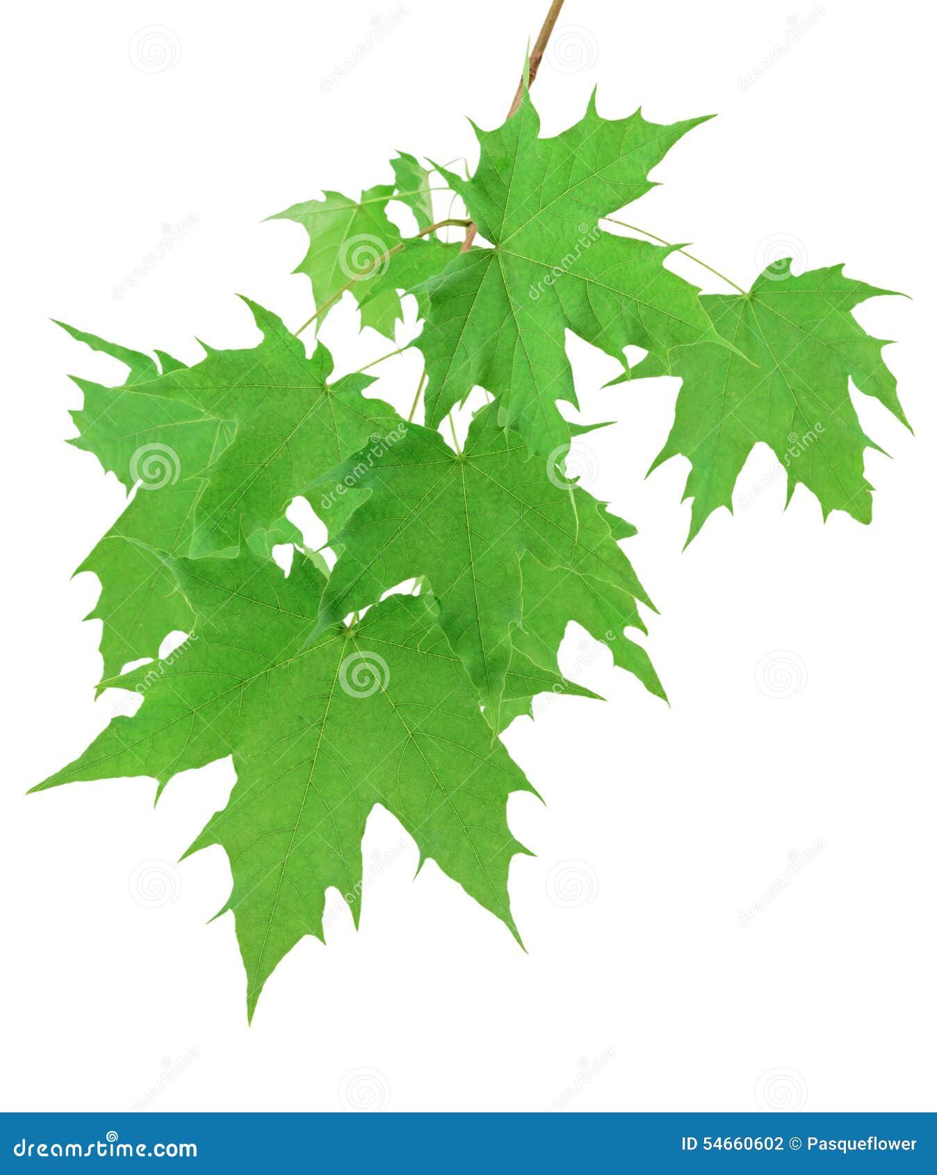 Maple Branch Isolated on White Stock Photo - Image of summer, outdoor ...