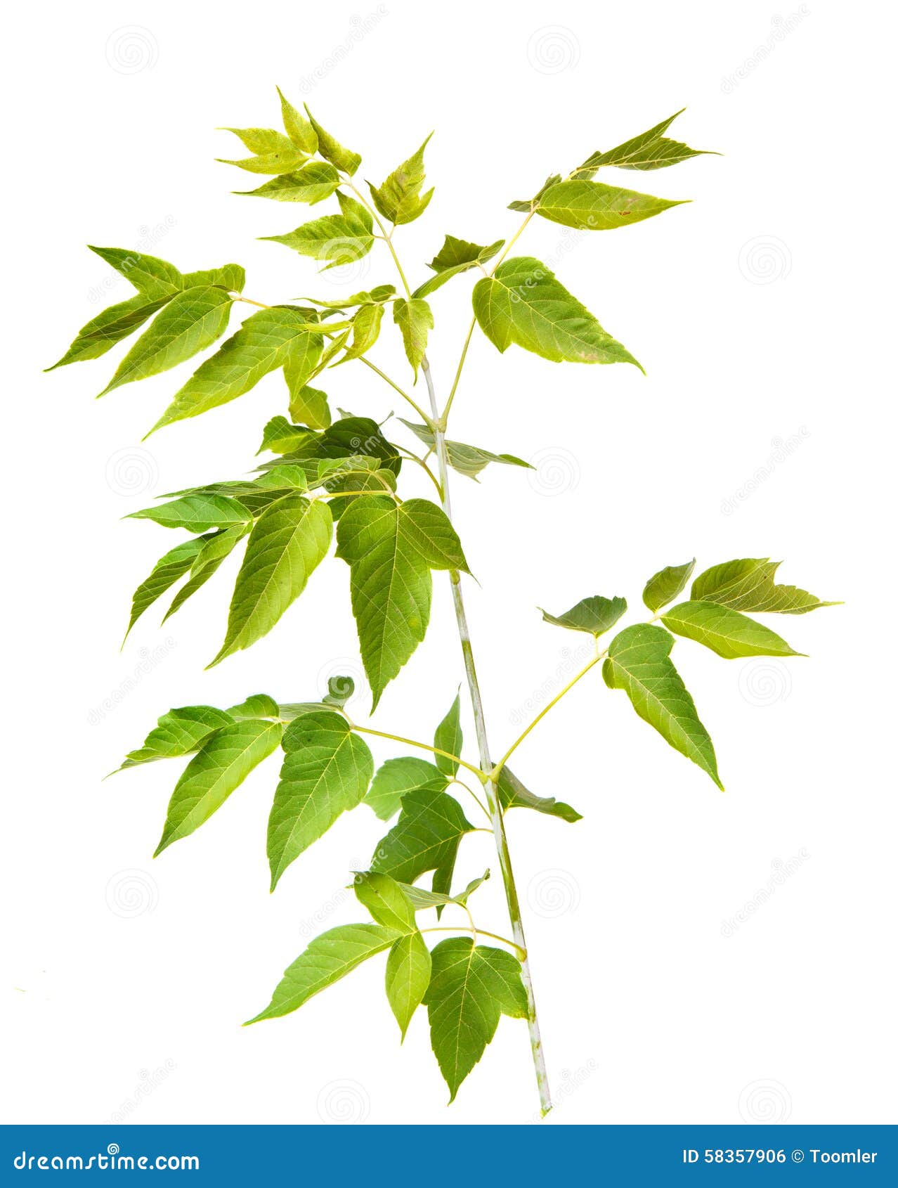 Maple branch stock photo. Image of park, isolate, young - 58357906