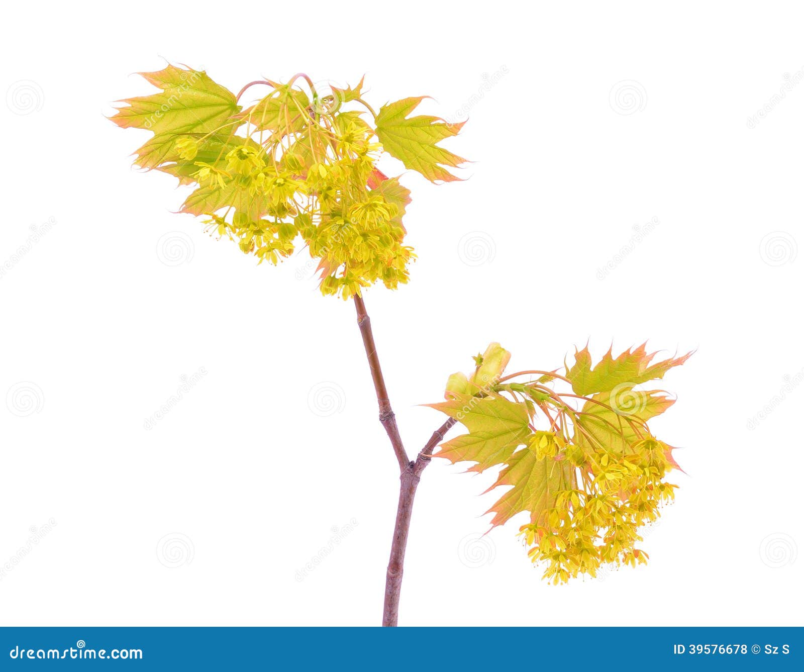 Maple Branch Isolated on White Background Stock Photo - Image of floral ...