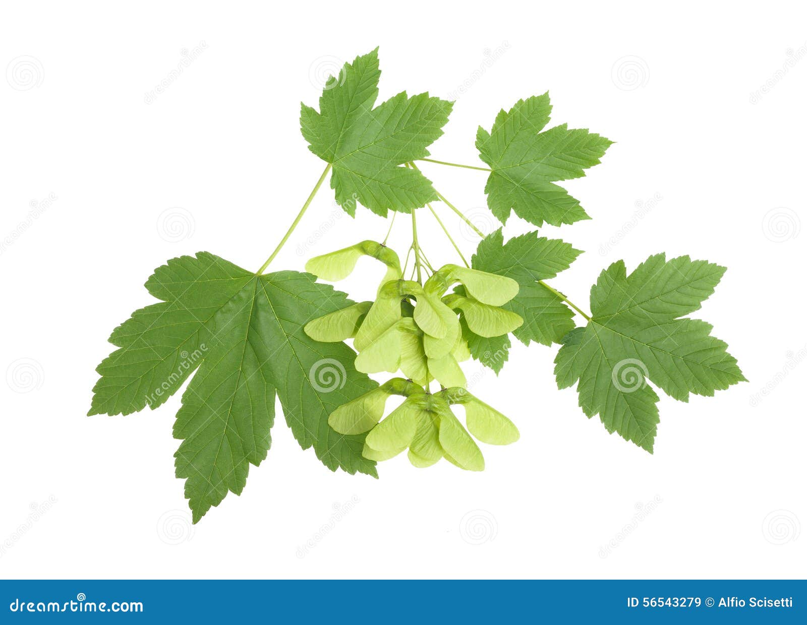 Maple branch stock image. Image of maples, seed, leaves - 56543279